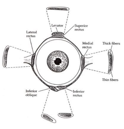 Visual Function Flashcards Quizlet Visual Function Flashcards Quizlet