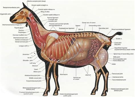 Хонь ямааны анатоми Мал амьтны эрүүл мэндийн зөвлөгөө Facebook