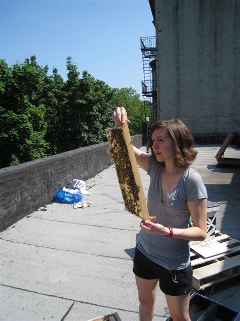 BoroughBees Hive Check Week