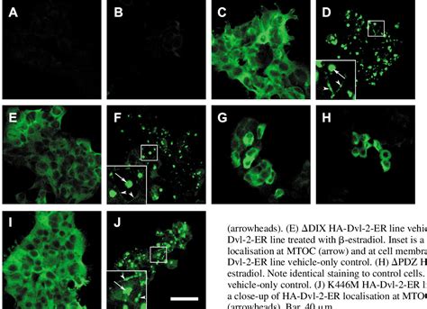 Figure 3 From Dishevelled Dvl 2 Activates Canonical Wnt Signalling In