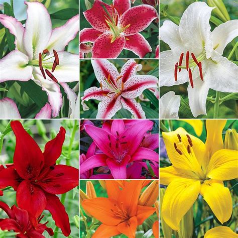 Shop Bens Super Lily Collection Lily Bulbs Brecks