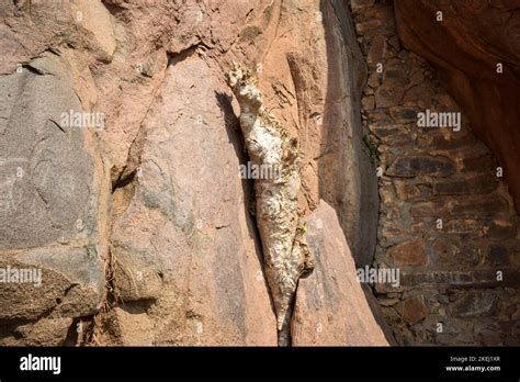 Autumn Dry Tree Roots Between Rocks In Jungle Stock Photograph Image Stock Photo Alamy