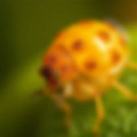 Efficacy Of Neem Oil In Eliminating Scabies Eggs