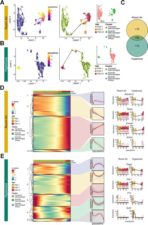 Modulation Of Recovery From Neonatal Hyperoxic Lung Injury By Sex As A