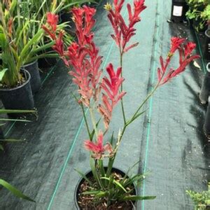 Anigozanthos Bush Ranger Dwarf Red Kangaroo Paw Etsy