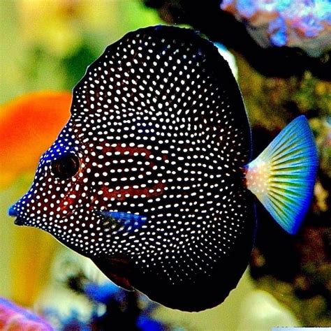 The Gem Tang Zebrasoma Gemmatum A Guide To Care And Conservation