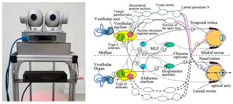 Applied Sciences Free Full Text Robot Bionic Vision Technologies A Review