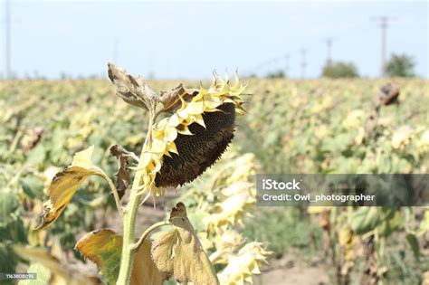 여름에 우크라이나의 남쪽에 푸른 하늘에 대한 해바라기의 필드에 매우 잘 익은 해바라기 계절에 대한 스톡 사진 및 기타 이미지 계절 꽃 식물 남쪽 Istock