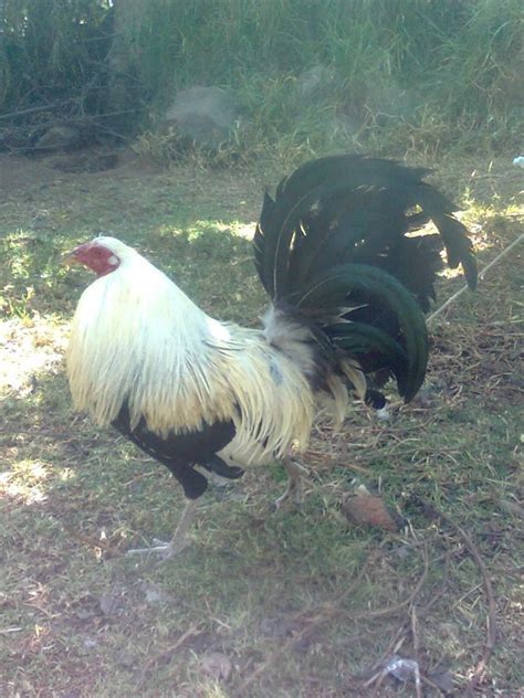 Giro Regular Grey Game Fowl Game Birds Chicken Farm