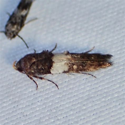 Chrysopeleiinae Undescribed Bugguide Net