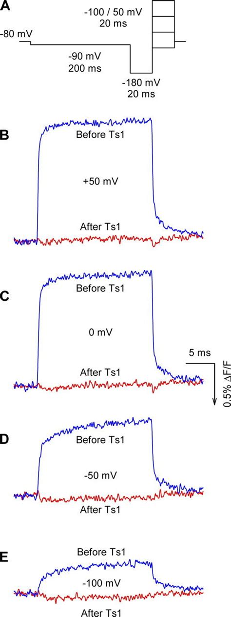 Effect Of Ts On S DII Movement A Voltage Protocol Used To Measure Download Scientific