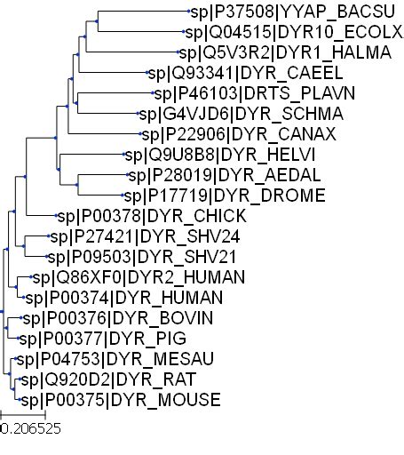 3 Phylogenetic Analysis Bio Libraries