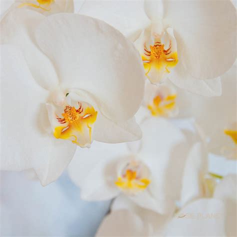 Hexyl Salicylate 水楊酸己酯 鼻子星球