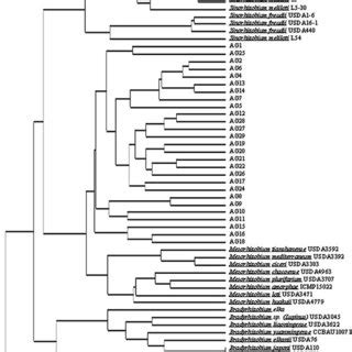 UPGMA Dendrogram Showing Phenotypic Relationship Between A Download Scientific Diagram