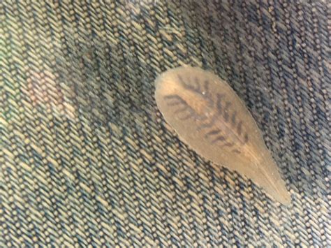 宽身舌蛭图册 360百科