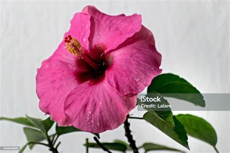 아름다운 분홍색 히비스커스 꽃과 맑은 흰색 배경을 가진 식물 0명에 대한 스톡 사진 및 기타 이미지 0명 꽃 나무 꽃 꽃의 구조 Istock