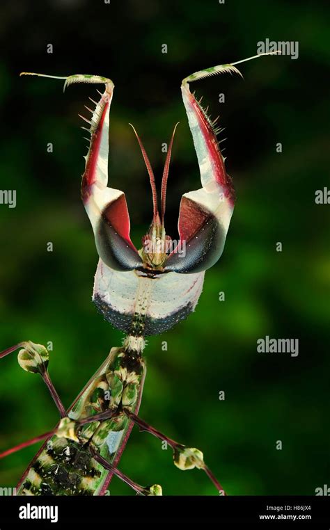 Devil Flower Mantis Praying Mantis Idolomantis Diabolica Devils