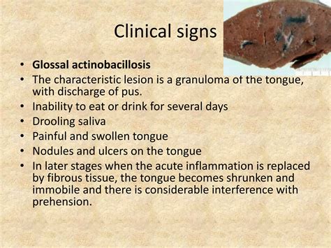 Actinobacillosis Pptx