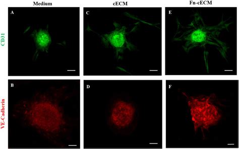 Immunofluorescence Staining Of Hmsc Spheroids With Endothelial Cell Download Scientific Diagram