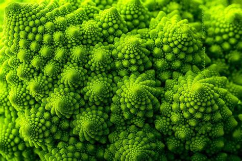 Числата на Фибоначи в природата Fractals In Nature Geometry In Nature Fractals
