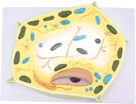 Plant Cell Model Anatomical Model Plant Cell Model Study Model