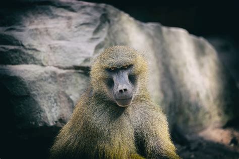 스핑크스 개코원숭이 비비 원숭이 Pixabay의 무료 사진 Pixabay