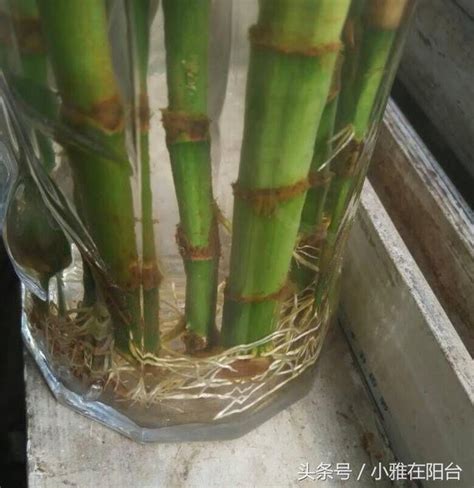 水培富貴竹這樣處理下黃葉不見了白根嘩嘩長綠葉不停冒 每日頭條