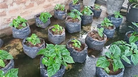 නිවරදිව නයි මිරිස් වගා කරමු Nai Miris Wagawa Sinhala නයි මිරිස් වගාව Youtube