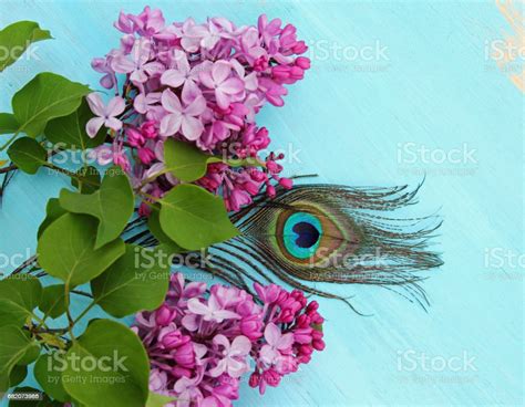 복사 공간 나무 파란색 배경에 핑크 향기로운 라일락의 큼 0명에 대한 스톡 사진 및 기타 이미지 0명 5월 계절 Istock