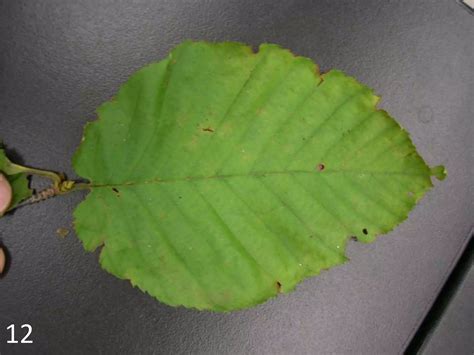 Lab Exam Tree Flashcards PPTX