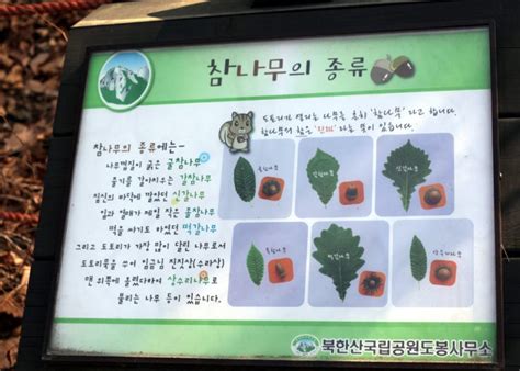 도토리나무 참나무 의 종류 어떤 나무가 도토리가 많이 열릴까요 네이버 블로그