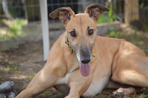 Adopt Me Greyhound Angels Adoption
