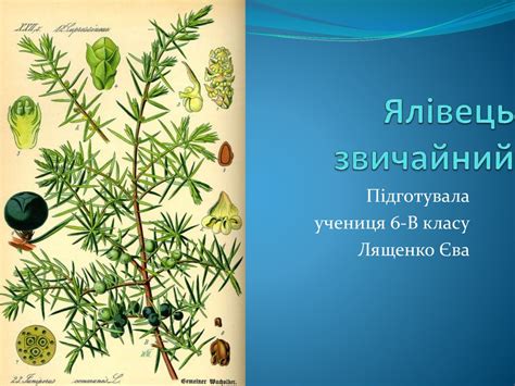 Ялівець звичайний 6 клас презентация онлайн