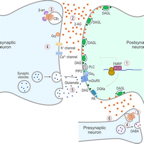 Endocannabinoid Mediated Signaling In The Cns In The Normal State In A Download Scientific