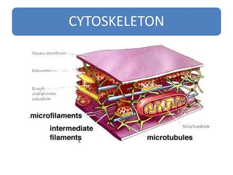 Basic Cell Structure And Function Ppds Pptx