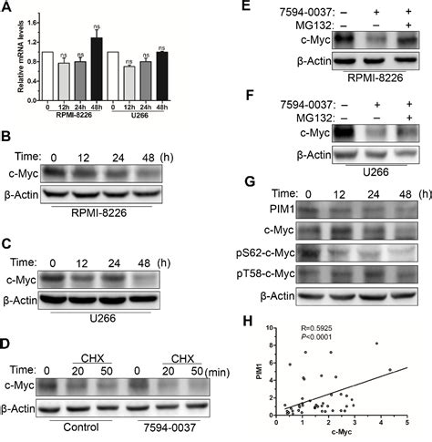 Figure 1 From Identification Of A Novel C Myc Inhibitor 7594 0037 By Structure Based Virtual