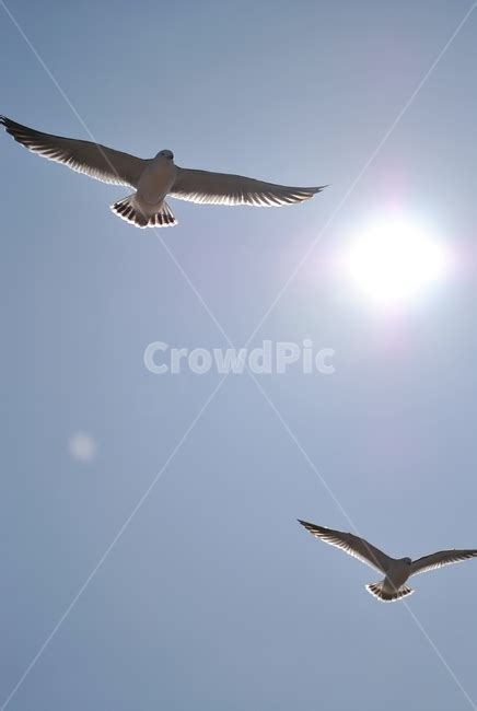 갈매기 비행 날개 하늘 조류 사진이미지일러스트캘리그라피 Photogrammar작가