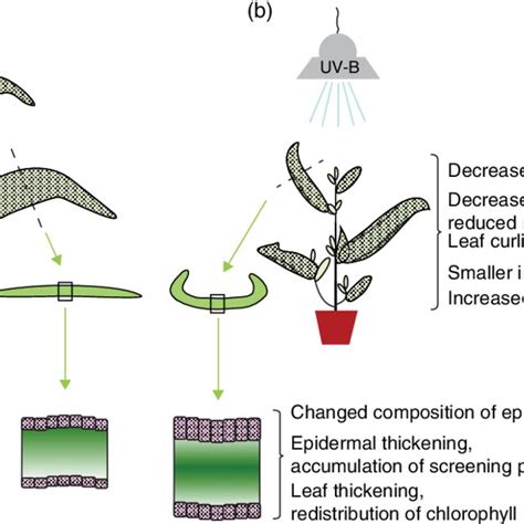 1 Plant Photoreceptors And Their Absorption In The Solar Spectrum