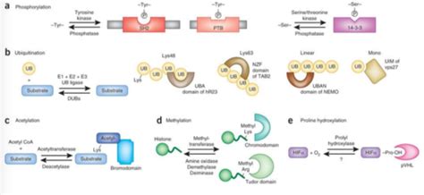 Lecture 3 Signal Transduction Flashcards Quizlet