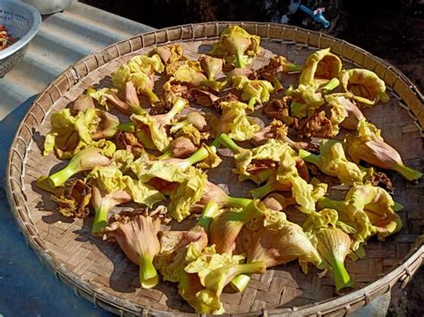 လိပ်သိုဒေသရှိ ကျေးရွာအချို့မှဒေသခံများ မလွှပွင့်များအား စုဆောင်းသိုလှောင်ထားရှိ Information