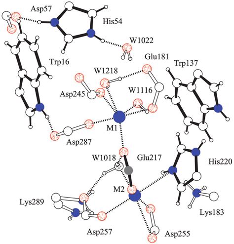 Active Site Of Xi Showing Most Of The Amino Acid Residues Described In Download Scientific