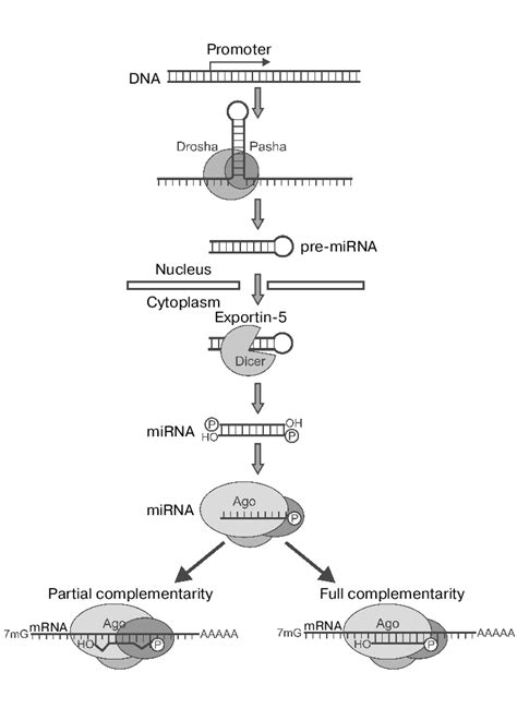 Biogenesis And Action Mechanism Of MiRNA 132 The First Stage Of Download Scientific Diagram