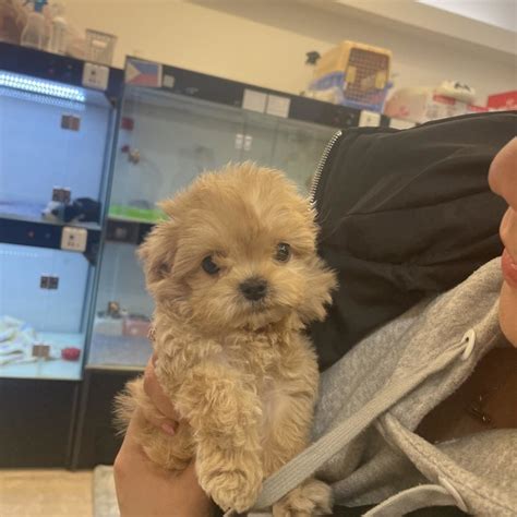 분양후기 03 04 말티푸 분양후기 유어펫 공식사이트 강아지분양고양이분양