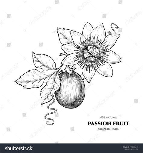 Passion Flower Drawing