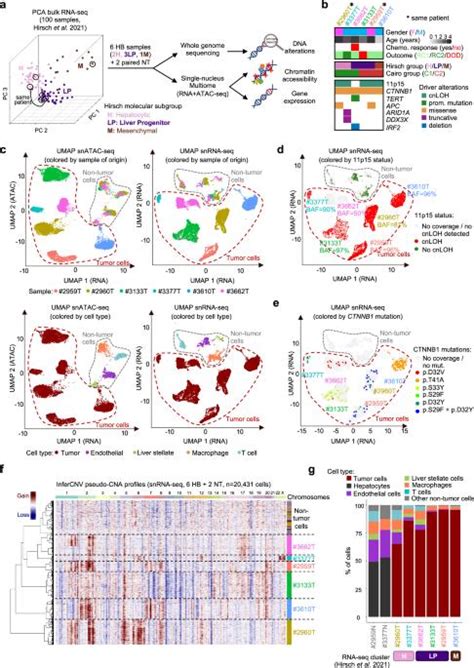 Single Cell Multiomics Reveals The Interplay Of Clonal Evolution And Eric Letouzé
