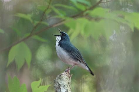 コルリ 2019 05 28 日本の野鳥識別図鑑