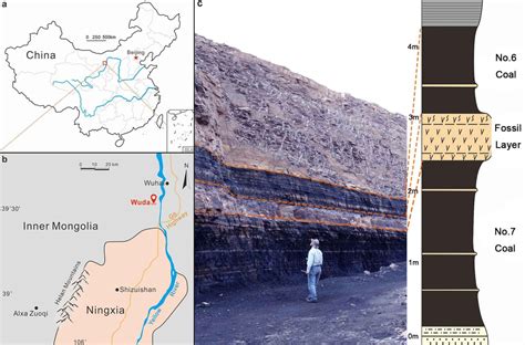 Permian Vegetation Of The Wuda Fossil Site Iugs