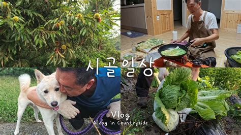 시골 첫 가을 맞이🌰ㅣ딴 배추로 배추전 부치고 밤이랑 도토리 줍고 들깨 밭엔 깨가 쏟아지는 시골일상 Youtube