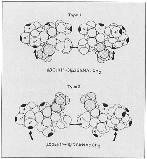 Comparison Of The Accessibility To The 2 Hydroxyl Group Arrows Of