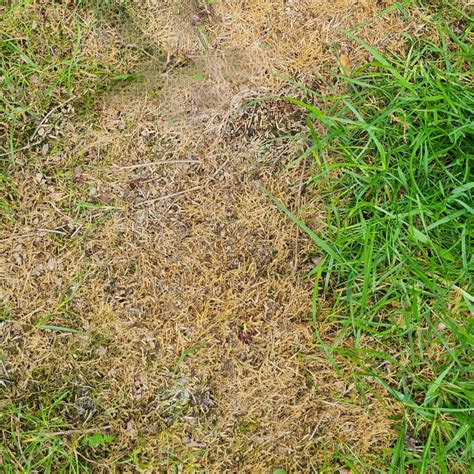 Mo Bacter Organic Lawn Fertiliser For Moss Control Gardening Naturally